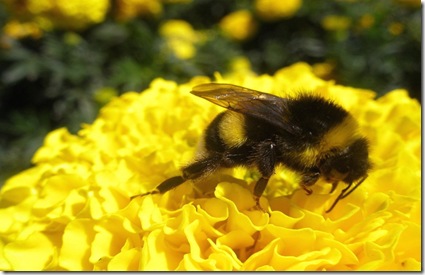 Imagini Desktop Insecte - Inedit